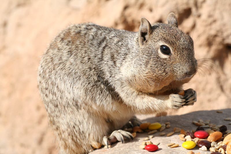 Squirrel (Sciuridae) stock image. Image of nature, outdoor - 28191519