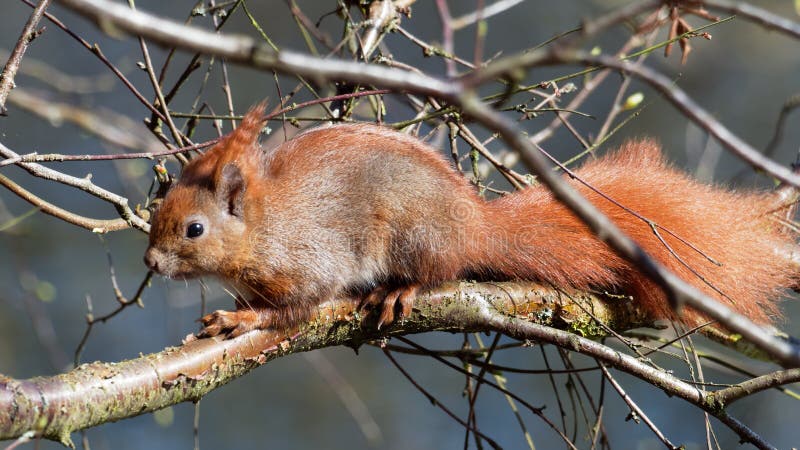 Squirrel - Sciuridae stock image. Image of squirrel, denmark - 90412739