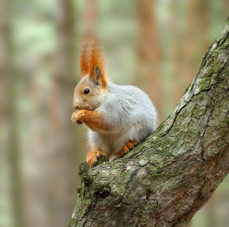 Squirrel ( Sciurus ) stock image. Image of animal, downy - 4028469