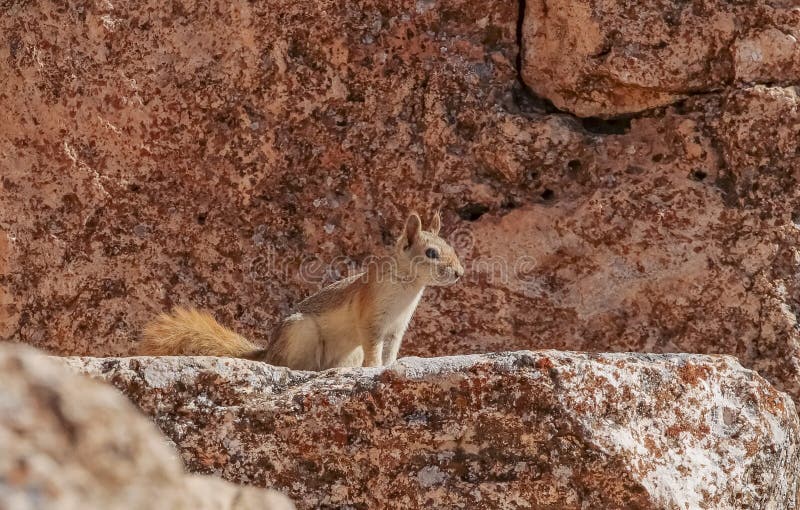 Squirrel (Sciurus Anomalus) Stock Photo - Image of zerzevan, live ...
