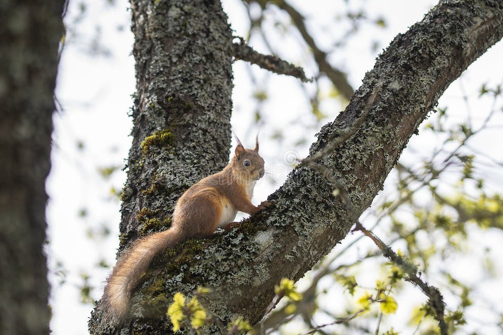 A Squirrel (Sciurus Vulgaris) on a Tree Moving Up. Stock Image - Image ...