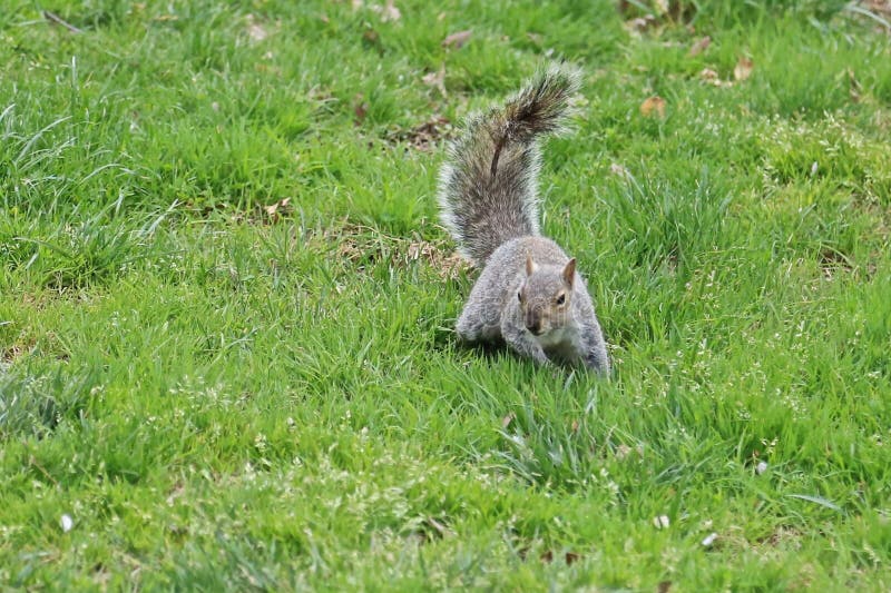 Squirrel stock image. Image of survival, scurrying, spring - 53680873