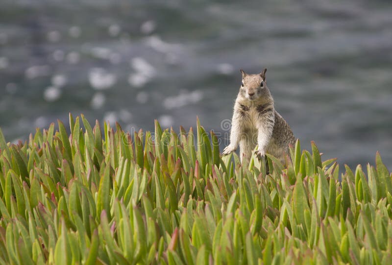 Squirrel by the Sea stock photo. Image of peeking, ocean - 48727192