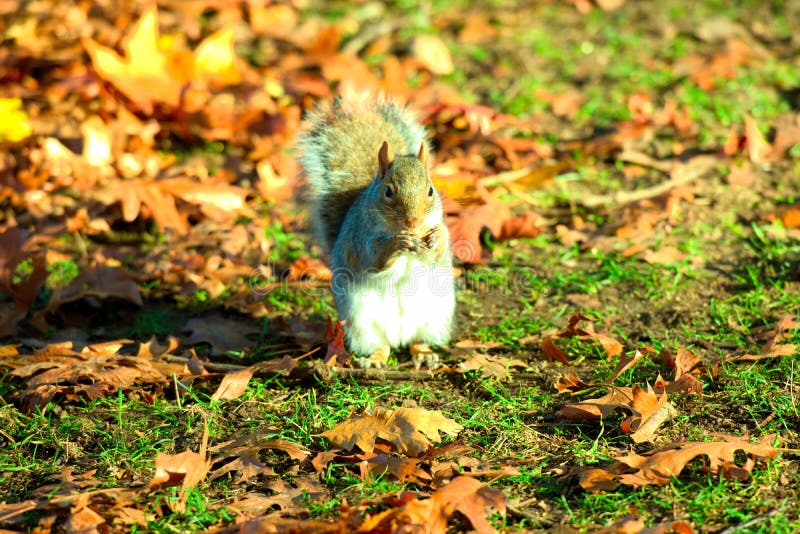 Squirrel Searching for Food through Fallen Fall Leaves Stock Photo ...