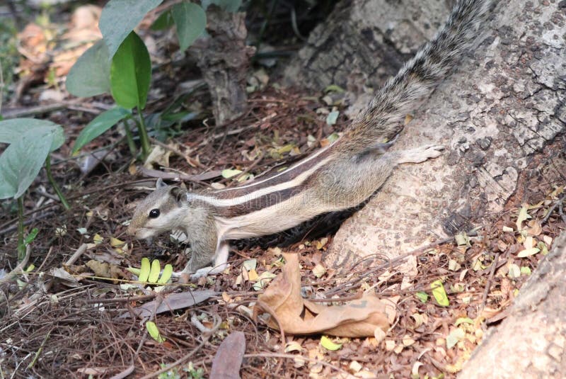 Squirrel Searching for Food on the Ground Stock Image - Image of nature ...