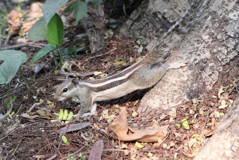 Squirrel Searching for Food on the Ground Stock Image - Image of nature ...