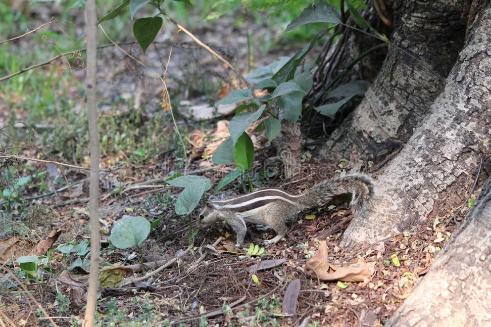 Squirrel Searching for Food on the Ground Stock Image - Image of ...