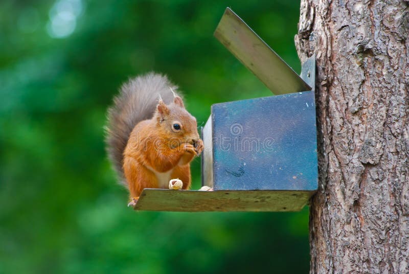 Squirrel Searching for Food. Stock Image - Image of autumn, holding ...