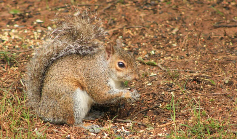 Squirrel stock photo. Image of hungry, sciuridae, furry - 56215248