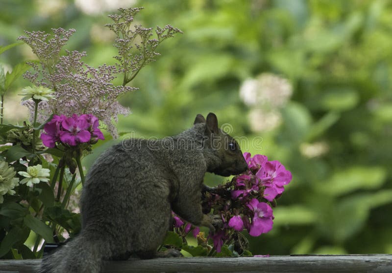 Squirrel smelling stock photo. Image of natural, wild - 16571840