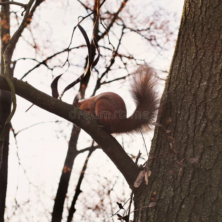 Squirrel in autumn park stock photo. Image of pretty - 137953020