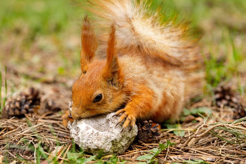 The Squirrel Sharpens Its Teeth Against a Stone. an Unusual Kind of ...