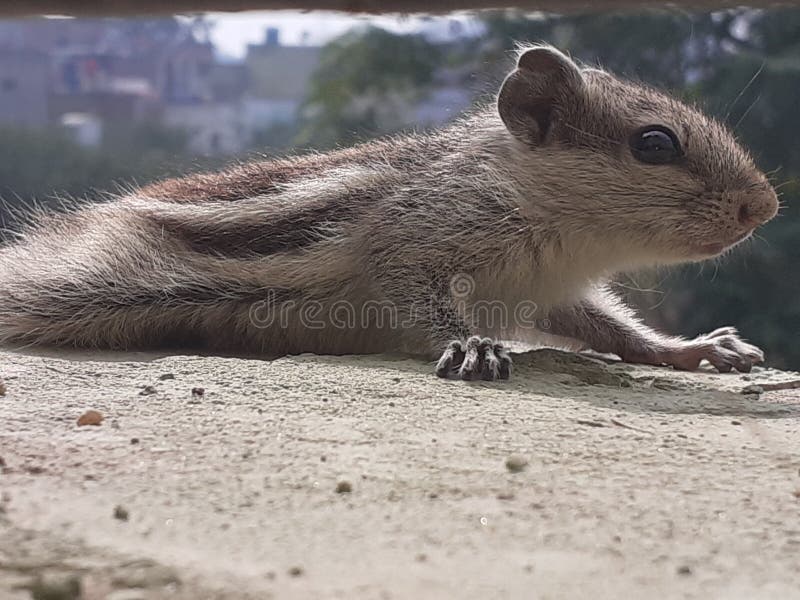 Squirrel Side View on a Roof Stock Photo - Image of squirrel, rodent ...