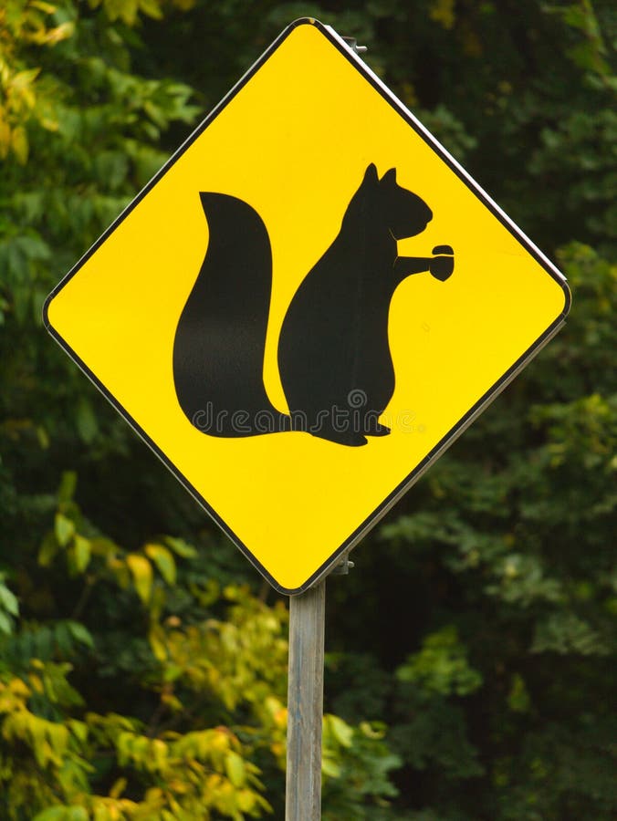 Squirrel Sign stock image. Image of color, sign, traffic - 156249777