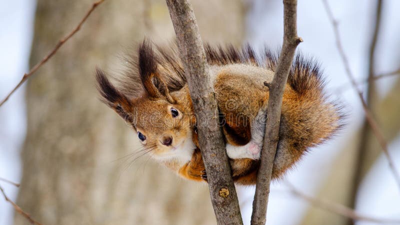 Squirrel Sit on Tree. Bottom View Stock Photo - Image of sitting ...