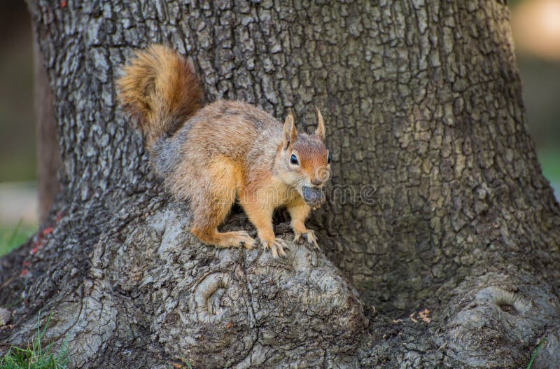 Squirrel sit on the tree stock photo. Image of nuts - 187631316