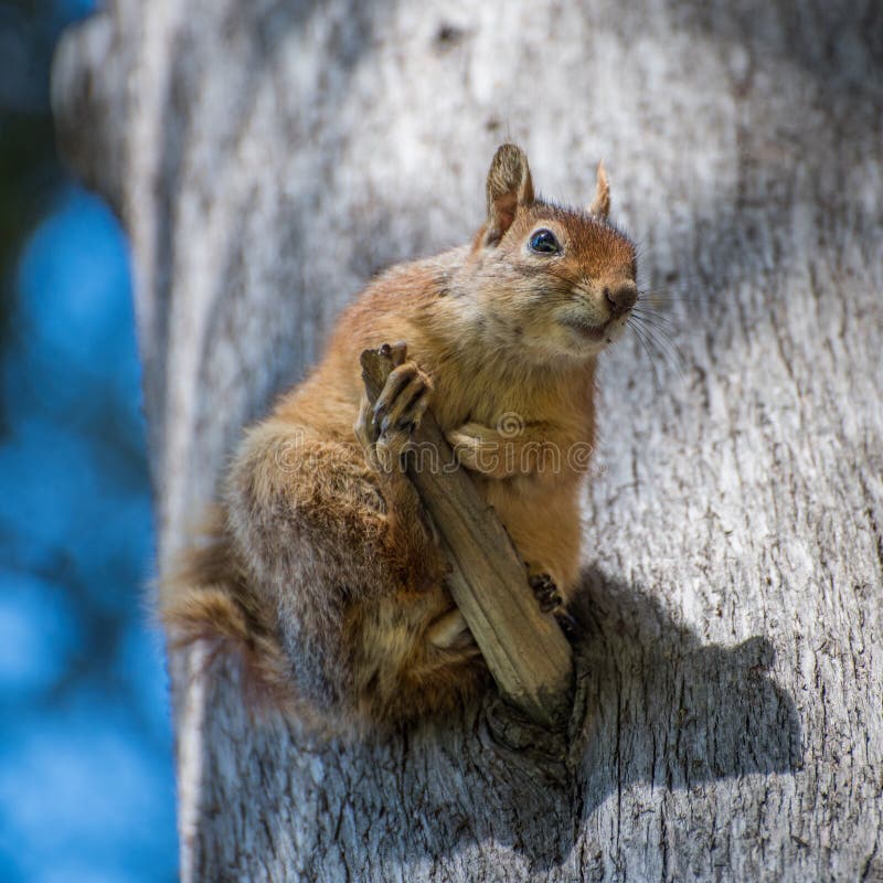 Squirrel sit on the tree stock image. Image of rodent - 187631675