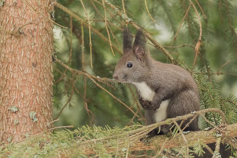 Squirrel Siting on the Tree and Relax Stock Photo - Image of autumn ...
