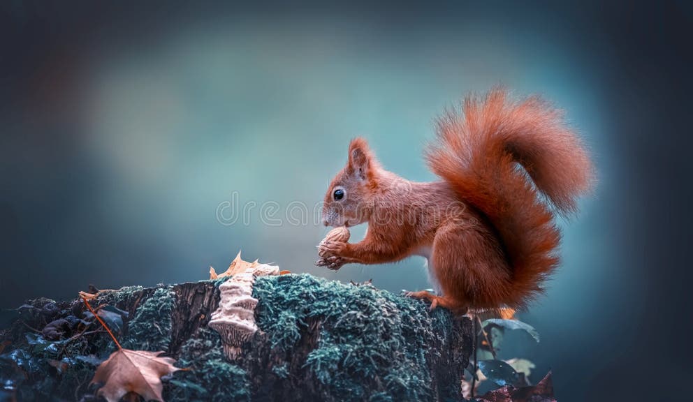 Squirrel Sits on an Autumn Tree Stump and Eats a Nut Stock Image ...