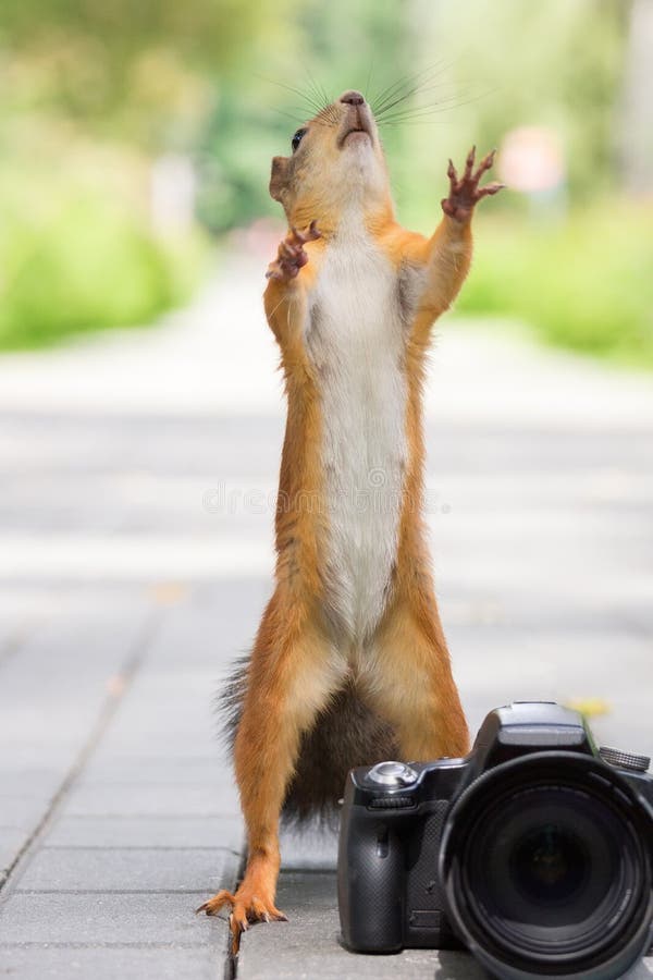 Squirrel with a camera stock image. Image of funny, close - 132334541
