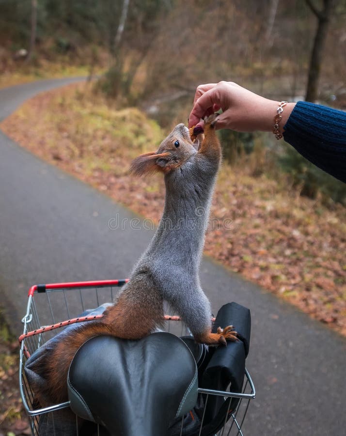 A Squirrel Sits on a Bicycle and Eats Nuts from the Hands of a Man ...