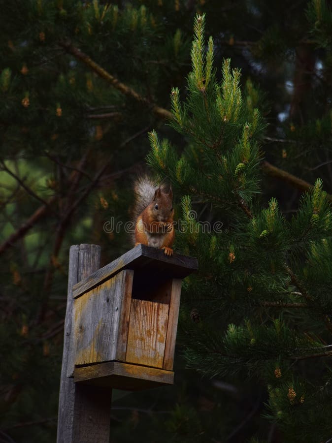 Squirrel Sits on the Birdhouse Stock Image - Image of wildlife, forest ...