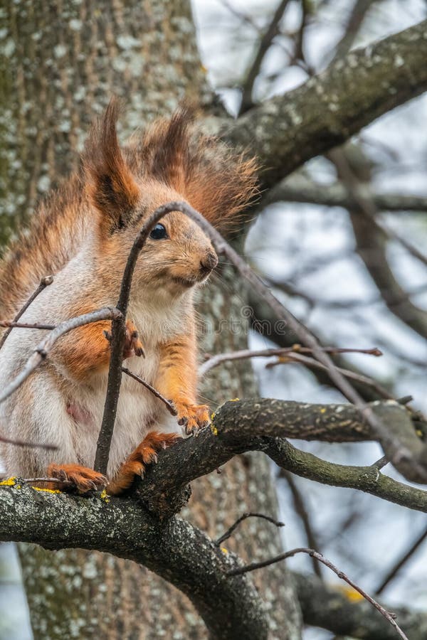 The Squirrel Sits on a Branches in the Spring or Summer Stock Image ...