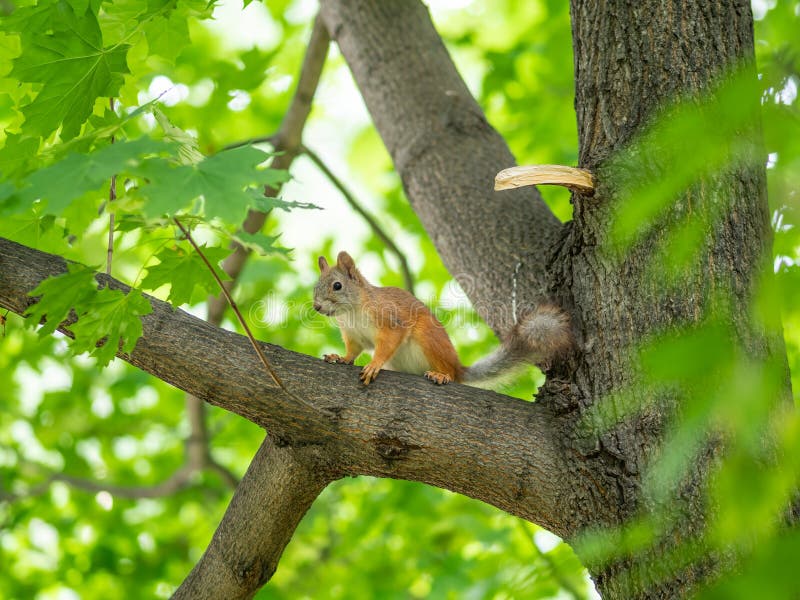 The Squirrel Sits on a Branches in the Spring or Summer Stock Photo ...