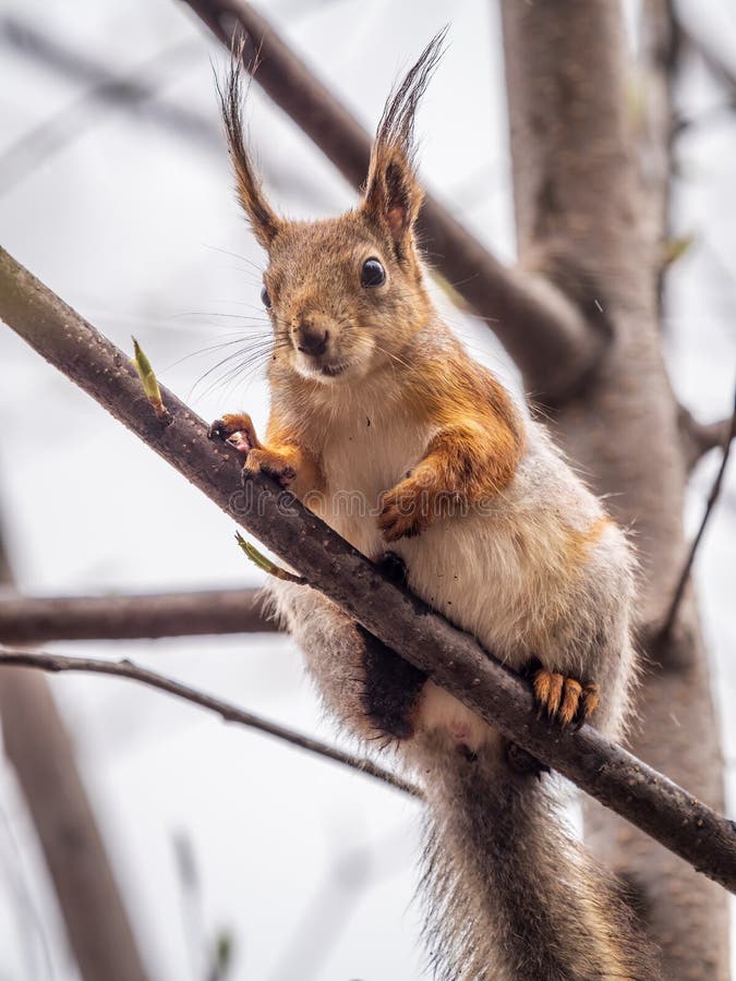 The Squirrel Sits on a Branches in the Spring or Summer Stock Image - Image of harmony, park ...