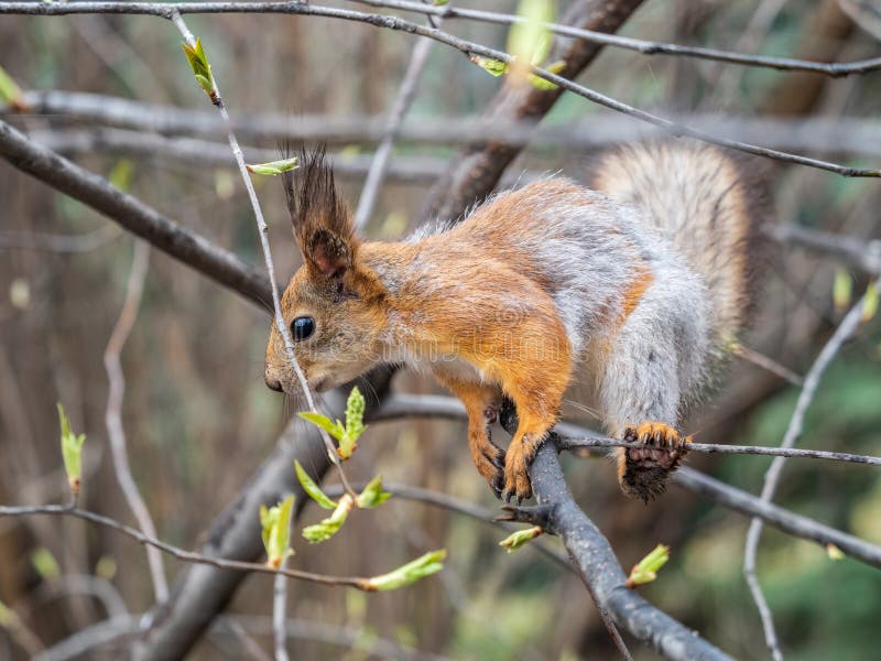 The Squirrel Sits on a Branches in the Spring or Summer Stock Photo - Image of brown, nature ...