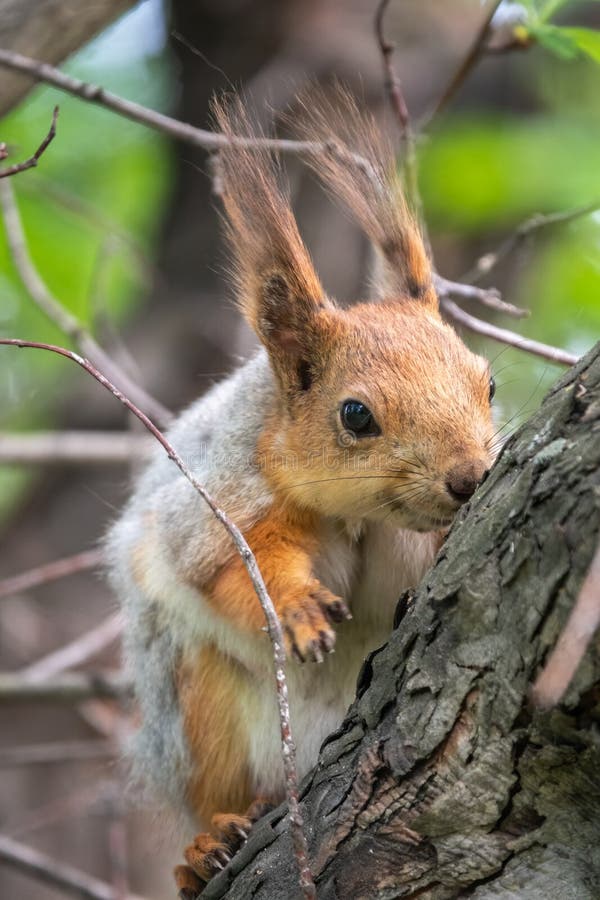 The Squirrel Sits on a Branches in the Spring or Summer Stock Photo ...