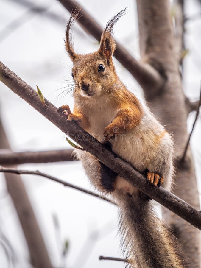 The Squirrel Sits on a Branches in the Spring or Summer Stock Photo ...