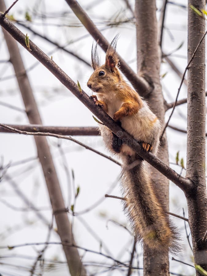 The Squirrel Sits on a Branches in the Spring or Summer Stock Photo ...