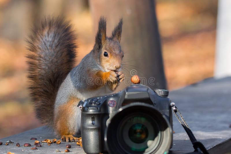 Squirrel and camera stock photo. Image of pets, environment - 118228766