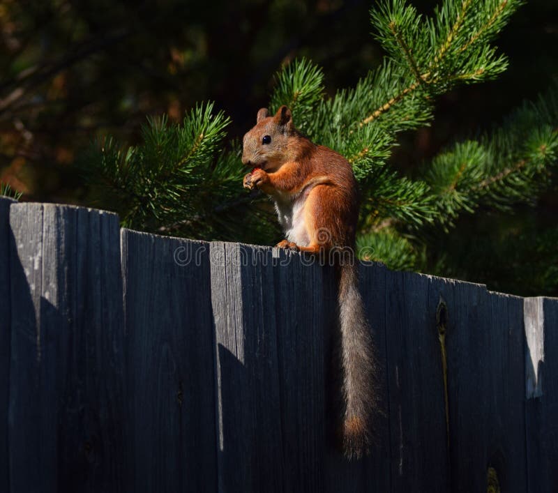 Squirrel Sits and Eats Nut on the Fence and Pine Branch in the Garden ...