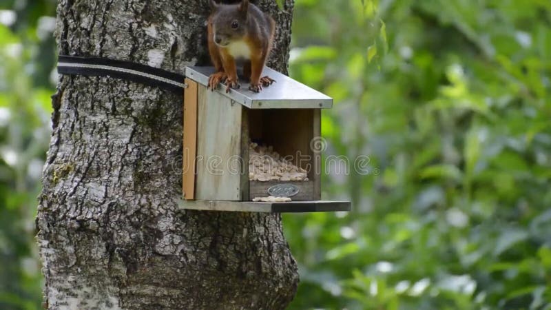 Squirrel sits on a feeder stock photo. Image of fixed - 247736764