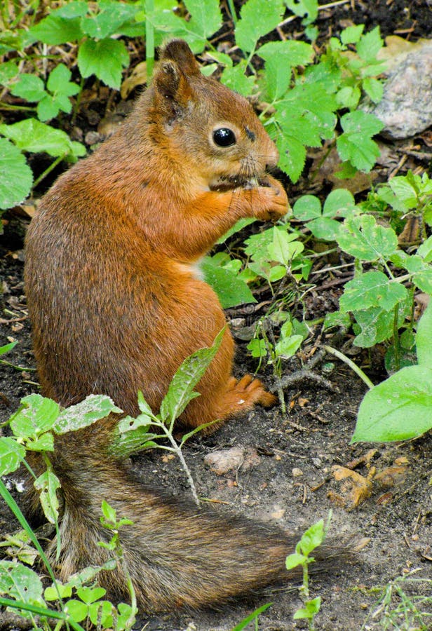 Squirrel stock image. Image of animal, alert, fluffy - 32995207