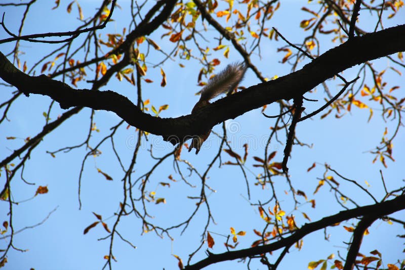 Squirrel Sits High on a Tree in the Shade Stock Image - Image of ...