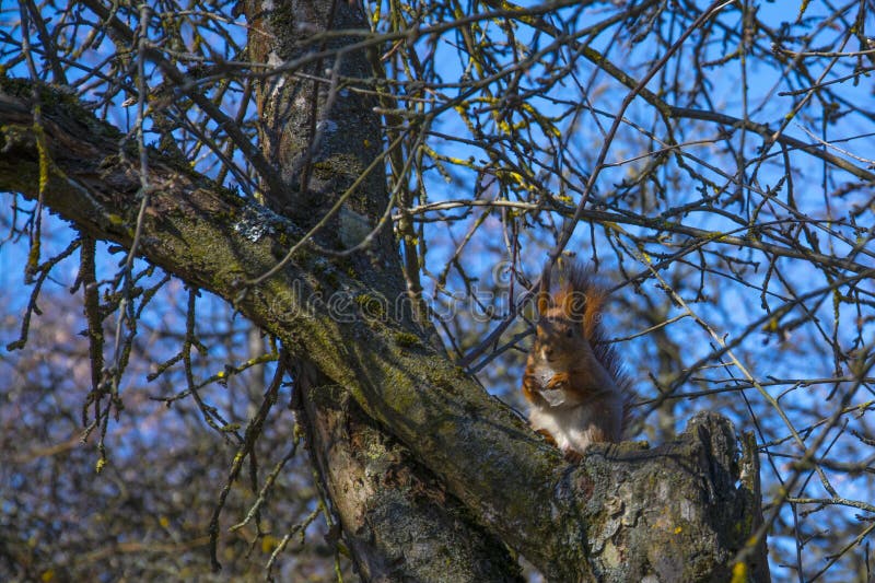 305 Squirrel Shade Stock Photos - Free & Royalty-Free Stock Photos from ...