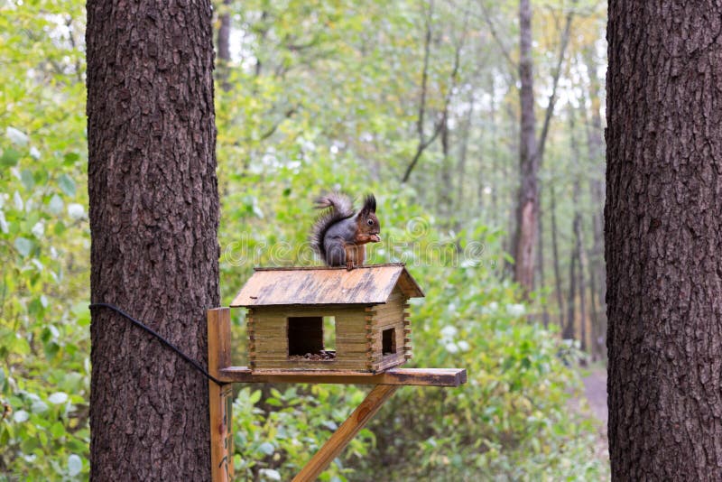 Squirrel Sits on a Small House in the Park Stock Image - Image of ...
