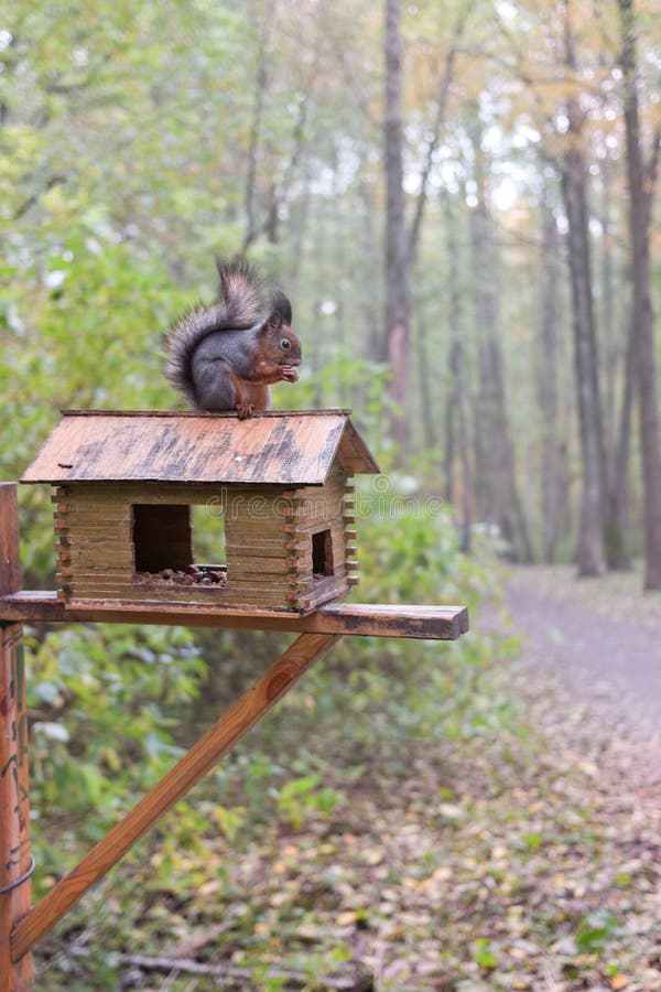 Squirrel Sits on a Small House in the Park Stock Image - Image of wild ...