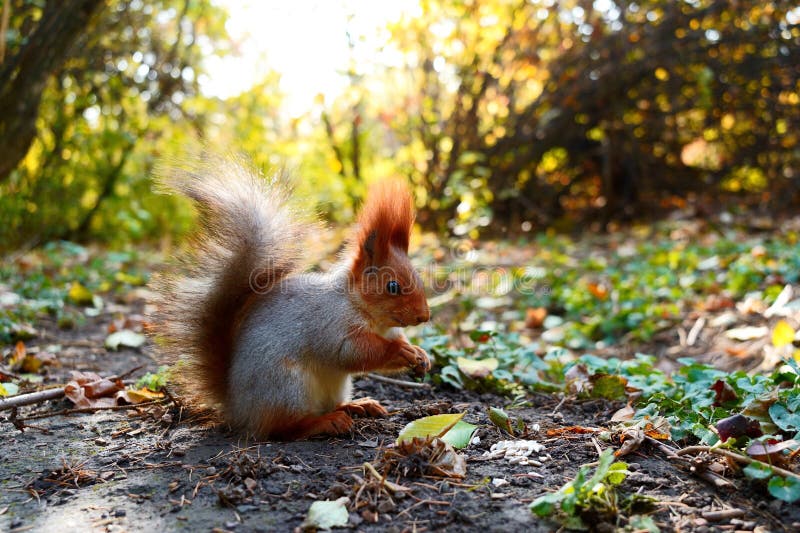 A Squirrel Sits in the Sun and Eats Nuts on the Ground. Side View Stock ...