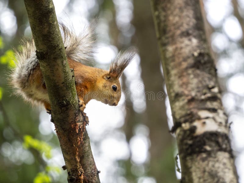 A Squirrel Sits on a Tree Branch and Looks Down. Baby Squirrel Against a Forest Background ...
