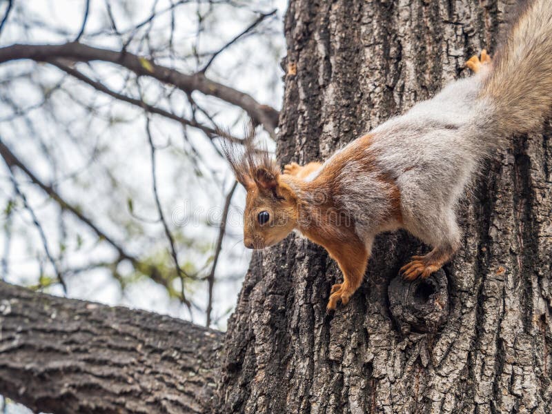 The Squirrel Sits on a Tree Trunk in the Spring Stock Photo - Image of ...