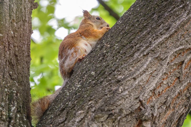 The Squirrel Sits on a Tree Trunk in the Spring Stock Image - Image of ...