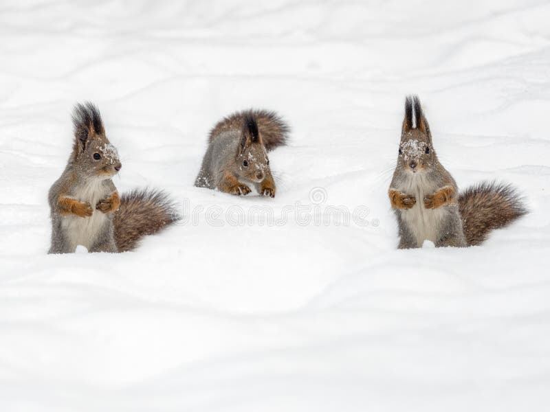 Three squirrels stock photo. Image of animal, close, three - 84141770