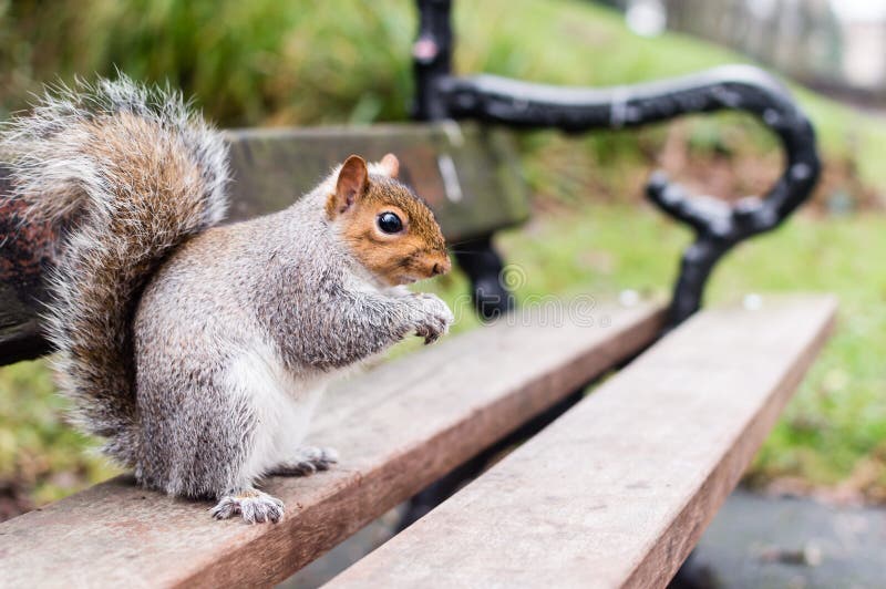 Squirrel Sitting on a Bench Stock Photo - Image of carolinensis ...