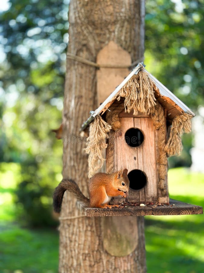 Squirrel is Sitting on a Birdhouse Stock Image - Image of birds, wood ...