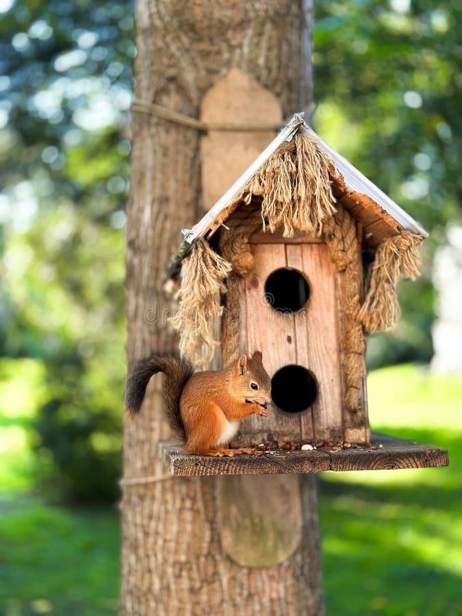 Squirrel is Sitting in a Birdhouse on a Tree Stock Image - Image of ...