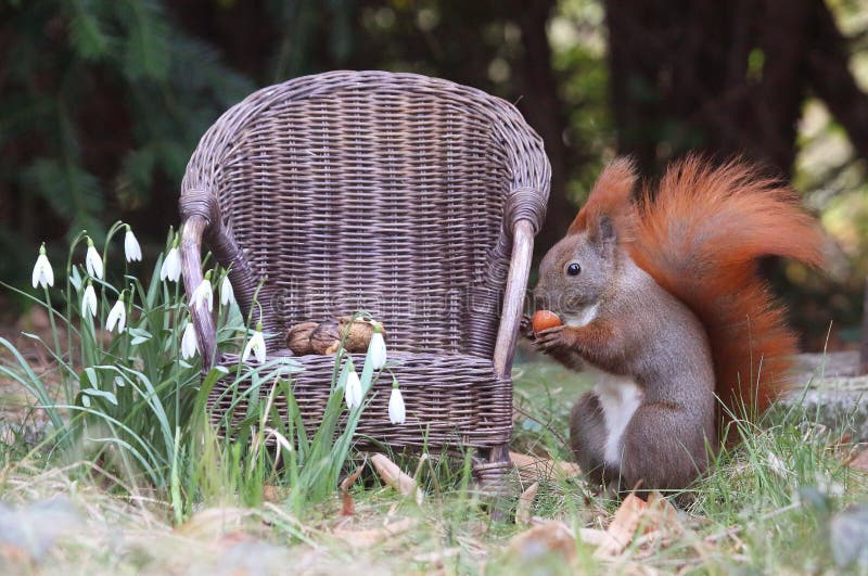 Squirrel on a Chair in Summer Time Stock Photo - Image of snowdrop ...